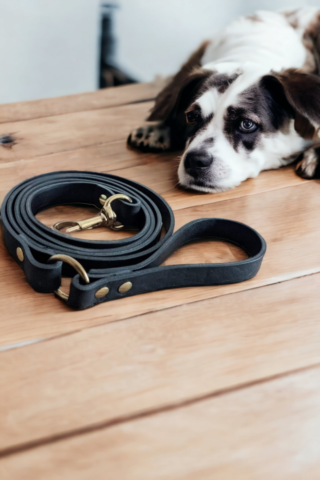 Home of the Australian leather working dog collar – WK&D